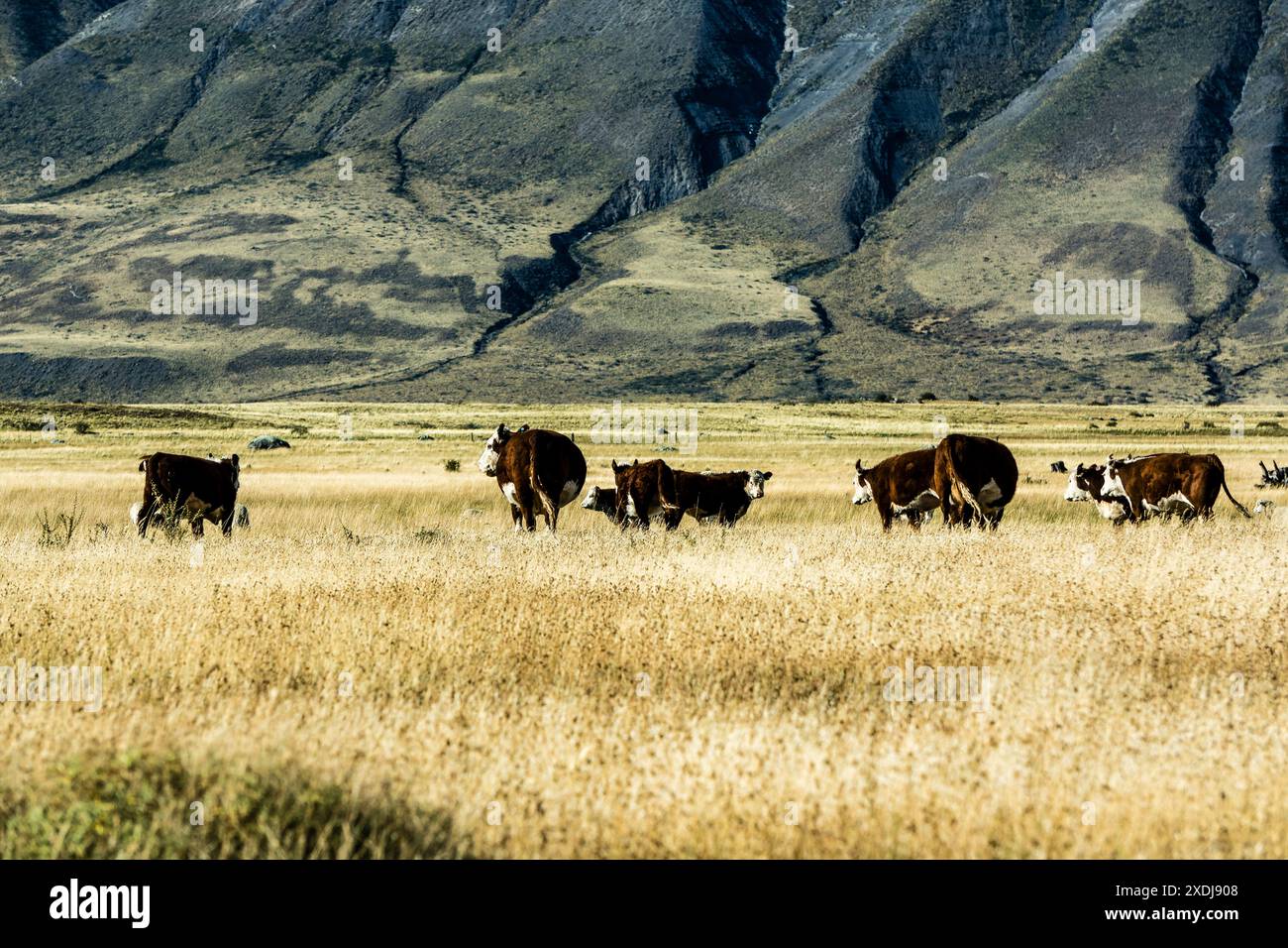 cattle raising in the pampas near Lake Roca, Republic of Argentina ...