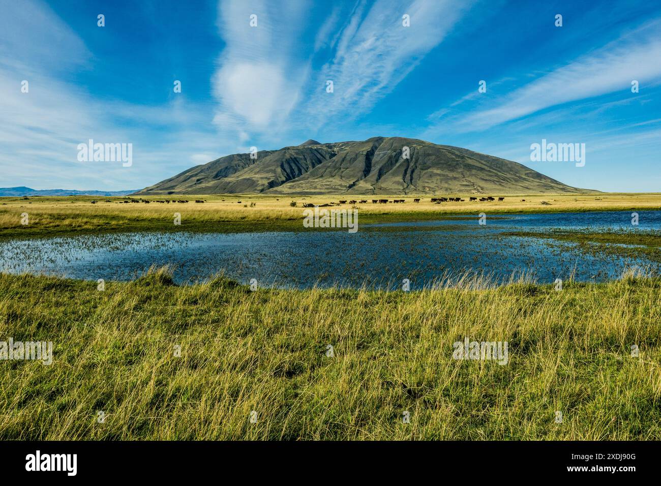 cattle raising in the pampas near Lake Roca, Republic of Argentina ...