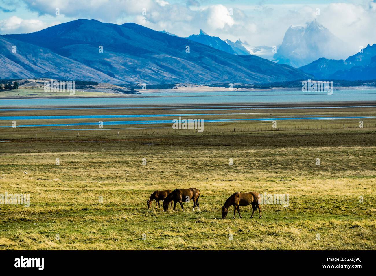 horses in the pampas near Lake Roca, republica Argentina,Patagonia ...