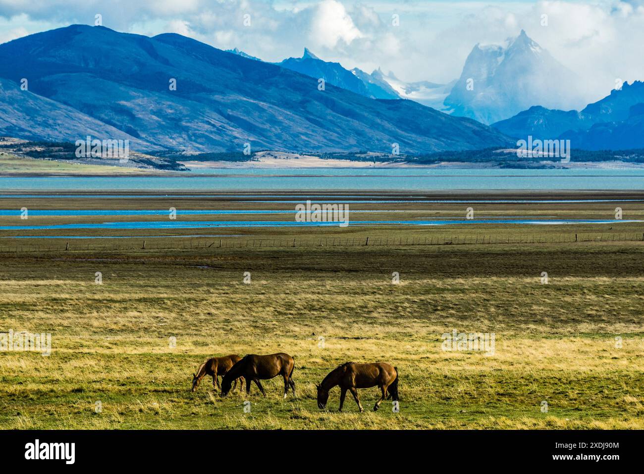 horses in the pampas near Lake Roca, republica Argentina,Patagonia ...