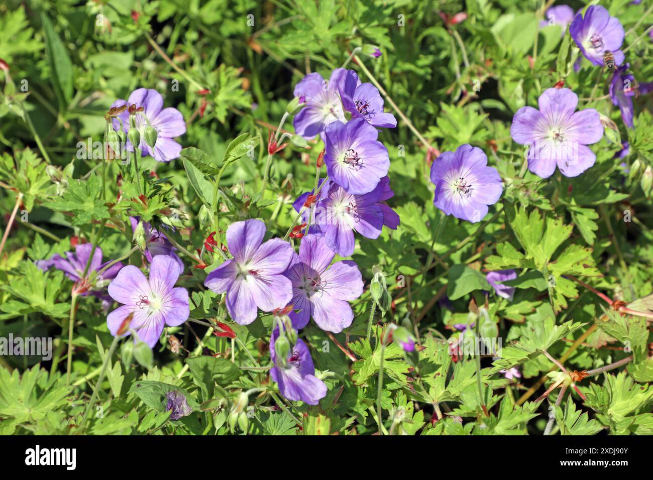 Insektenfreundliche Wildblumen Der Wiesen-Storchschnabel bei sehr ...