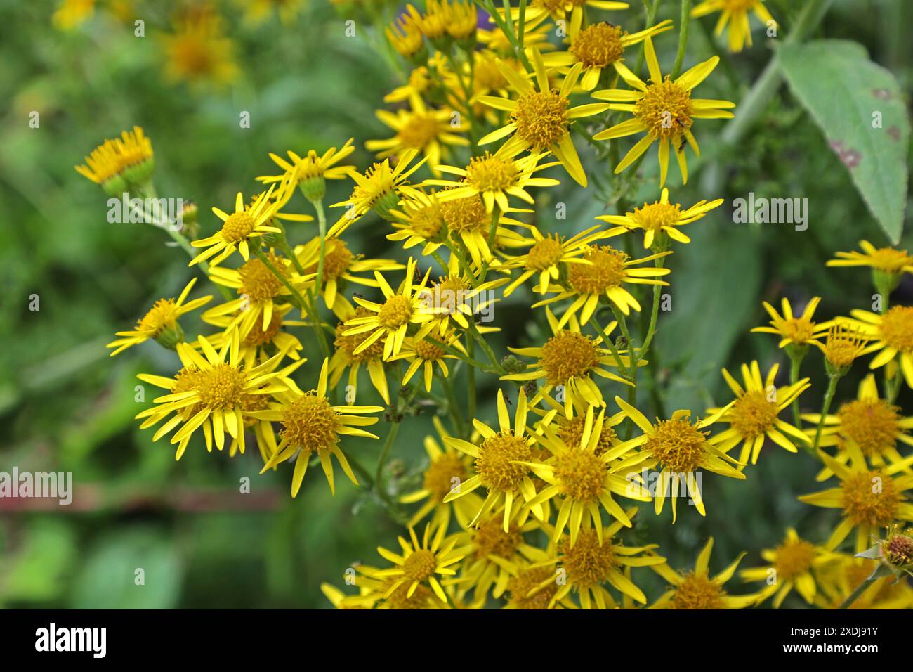 Giftpflanzen in Deutschland Das Jakobs-Kreuzkraut, auch als Jakobs ...