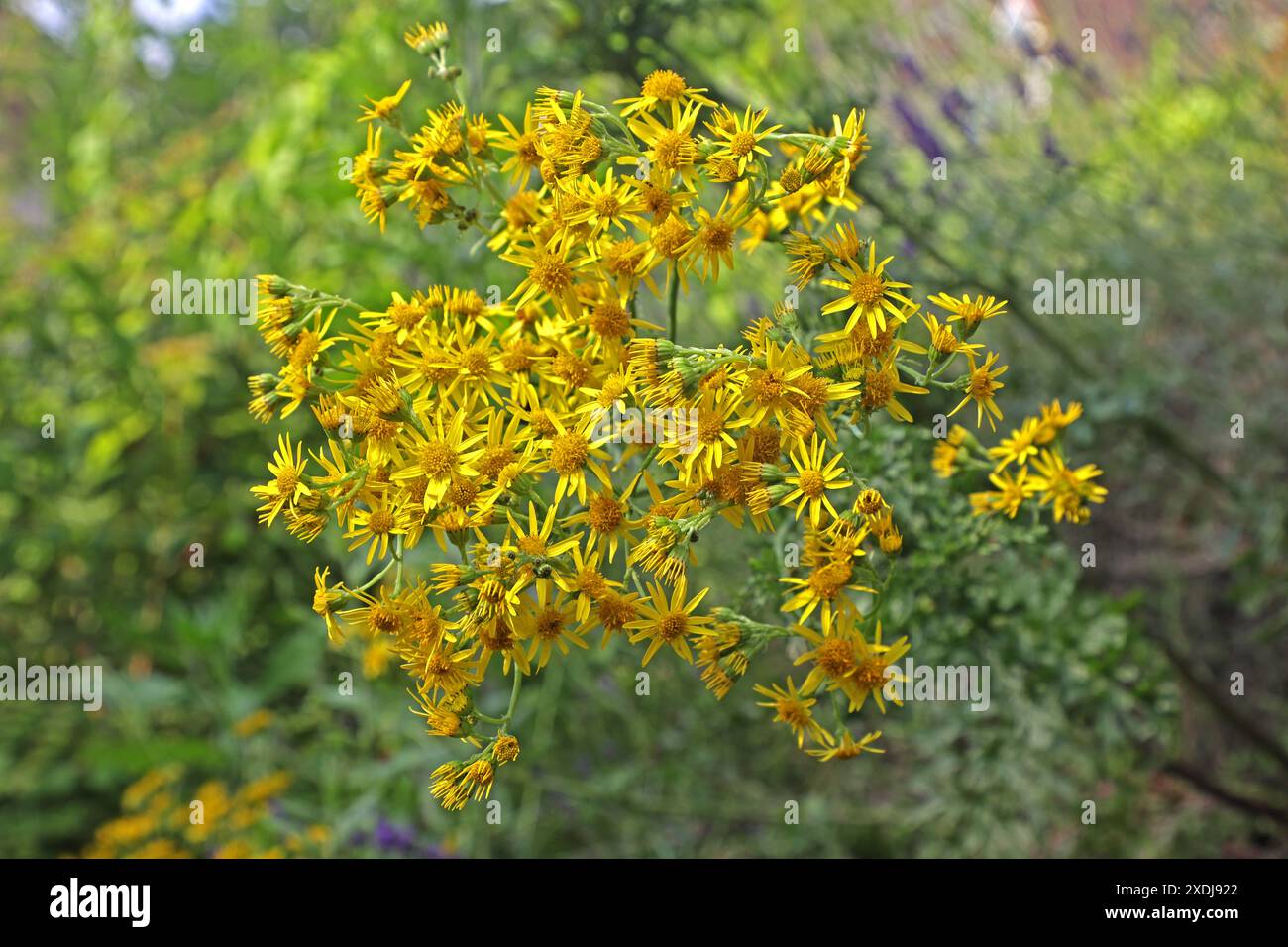Giftpflanzen in Deutschland Das Jakobs-Kreuzkraut, auch als Jakobs ...