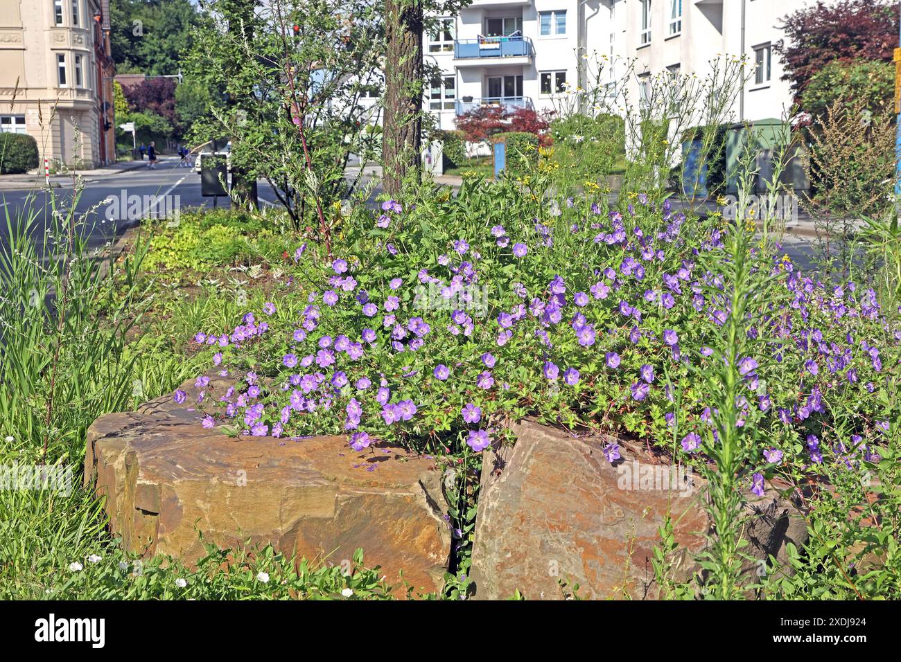 Insektenfreundliche Wildblumen Der Wiesen-Storchschnabel bei sehr ...