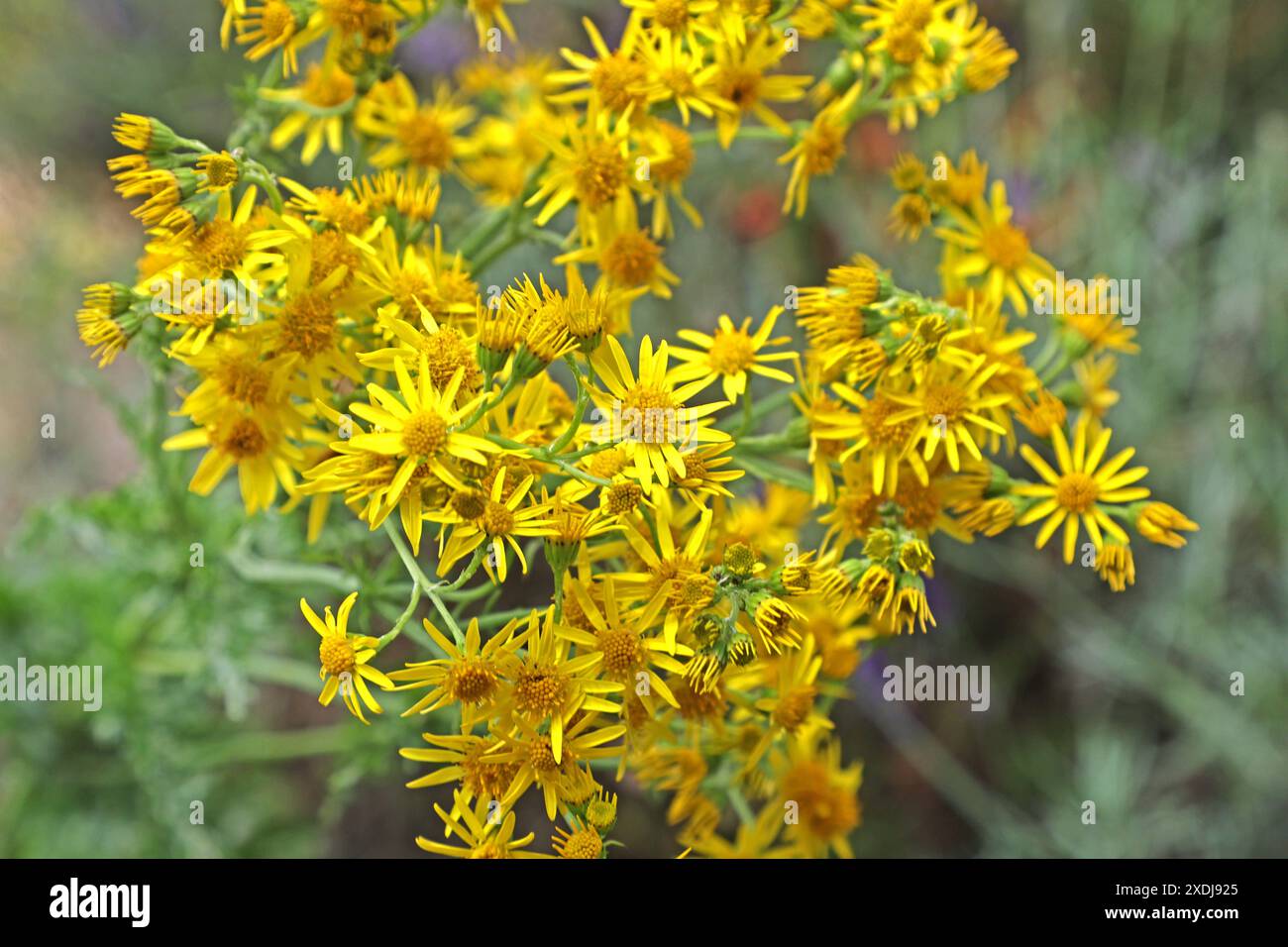 Giftpflanzen in Deutschland Das Jakobs-Kreuzkraut, auch als Jakobs ...