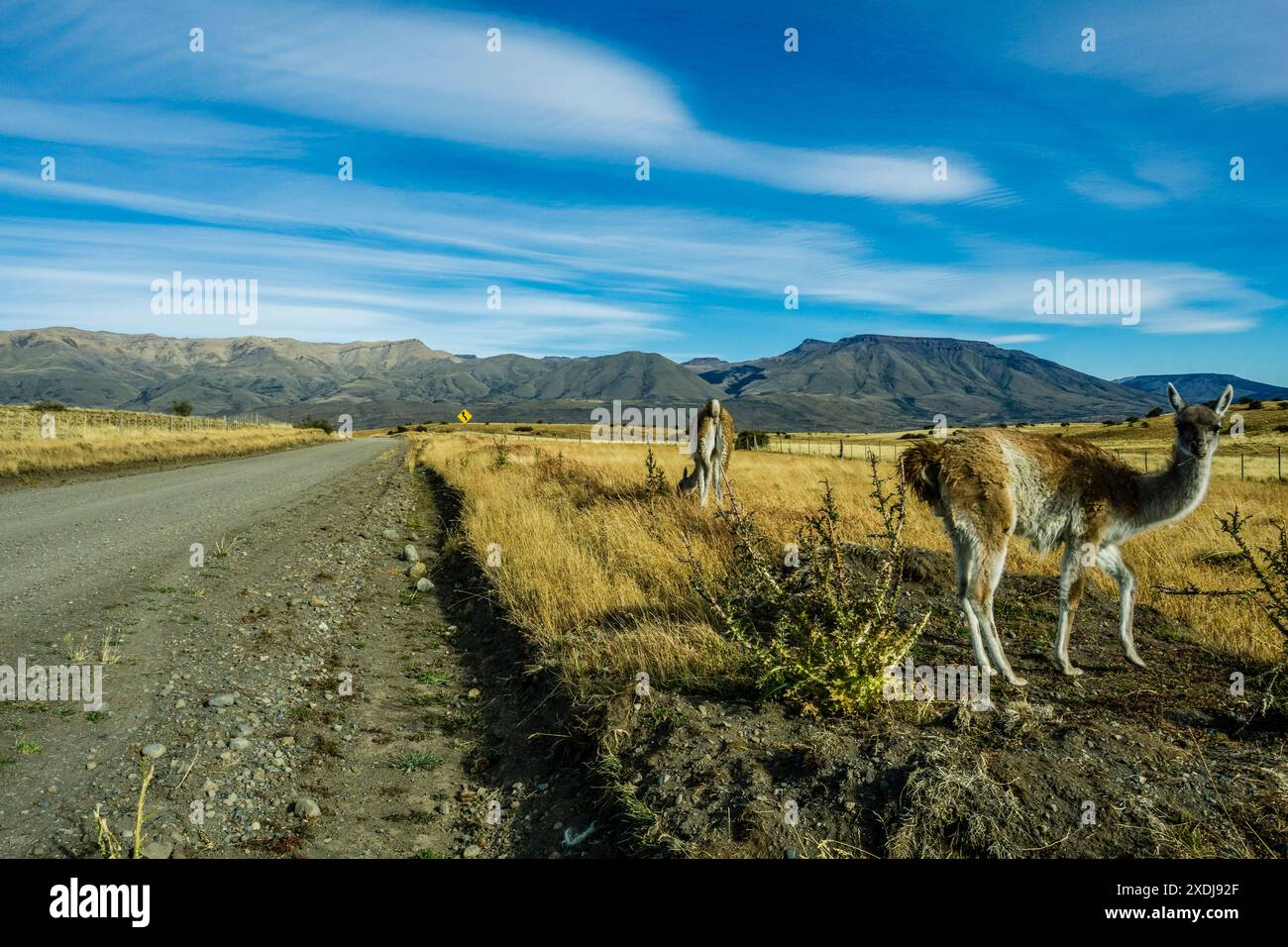 guanacos next to a gravel track, Lama guanicoe, el Calafate, Patagonia ...