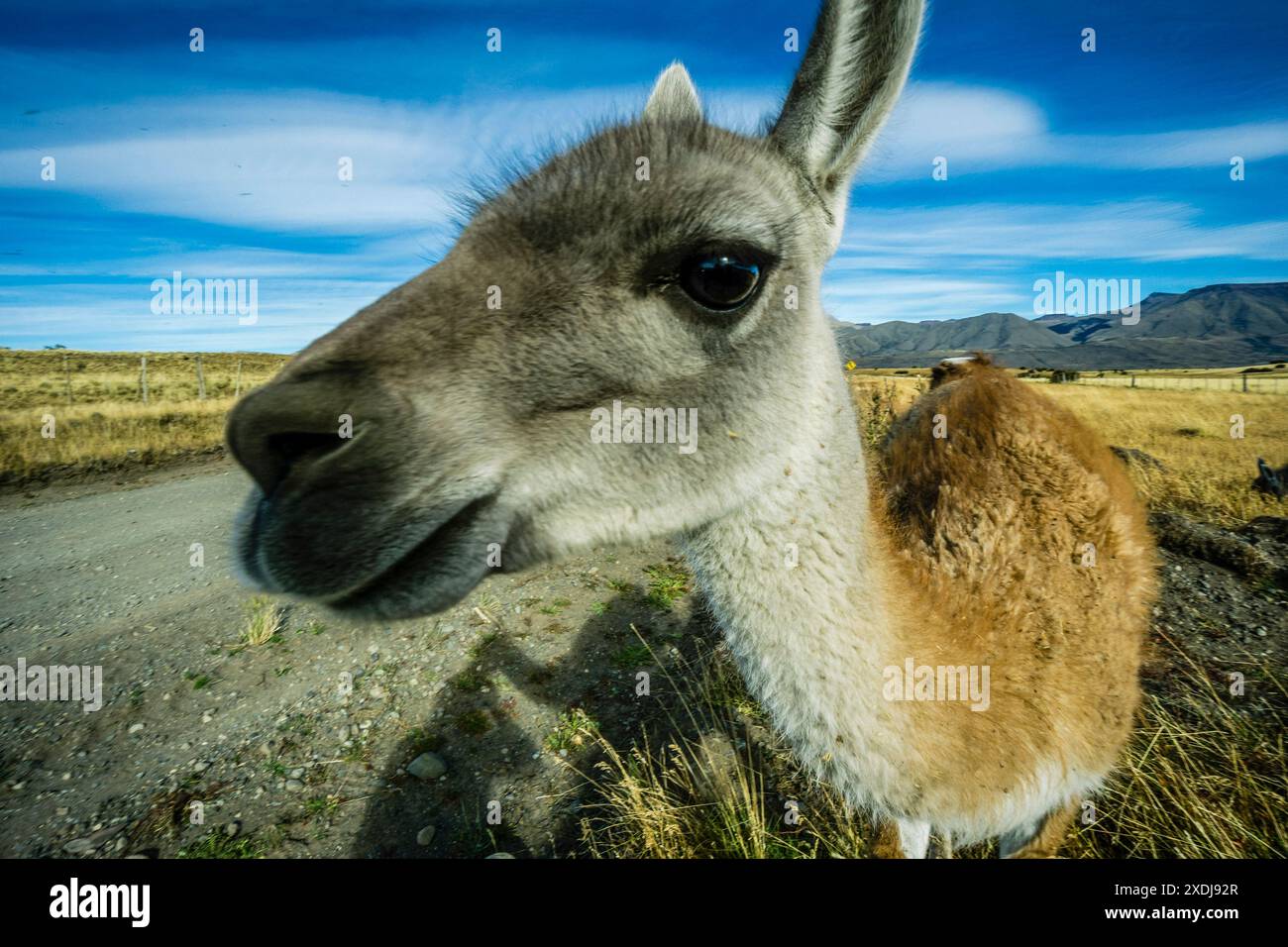 guanacos next to a gravel track, Lama guanicoe, el Calafate, Patagonia ...