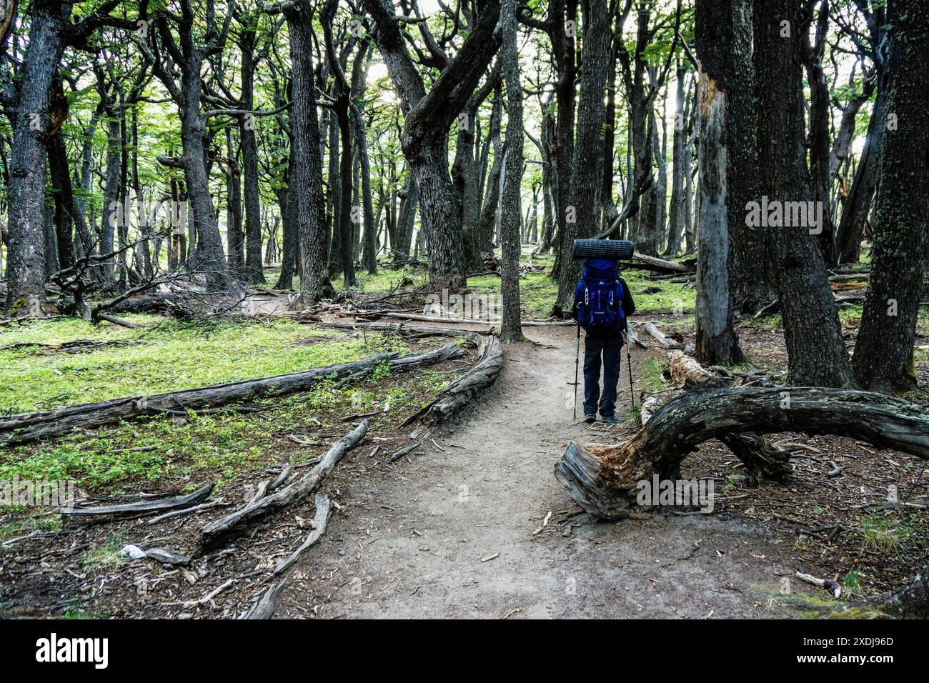 southern beech forest, -Lenga-, Nothofagus pumilio, El Chalten, Los ...
