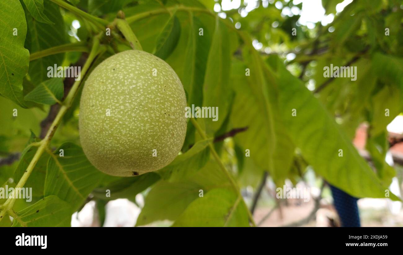 Walnut garden hi-res stock photography and images - Alamy