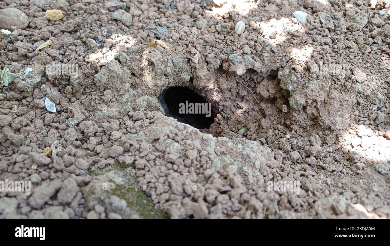 Mouse hole dug into the ground. Close up Stock Photo - Alamy