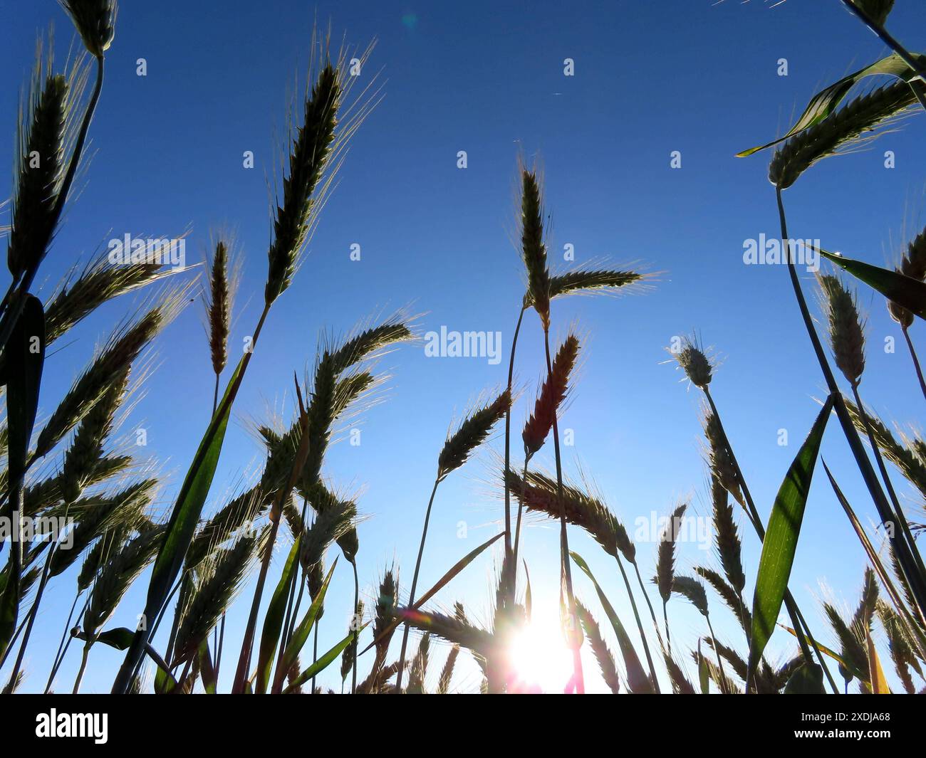 Neue getreide hi-res stock photography and images - Alamy
