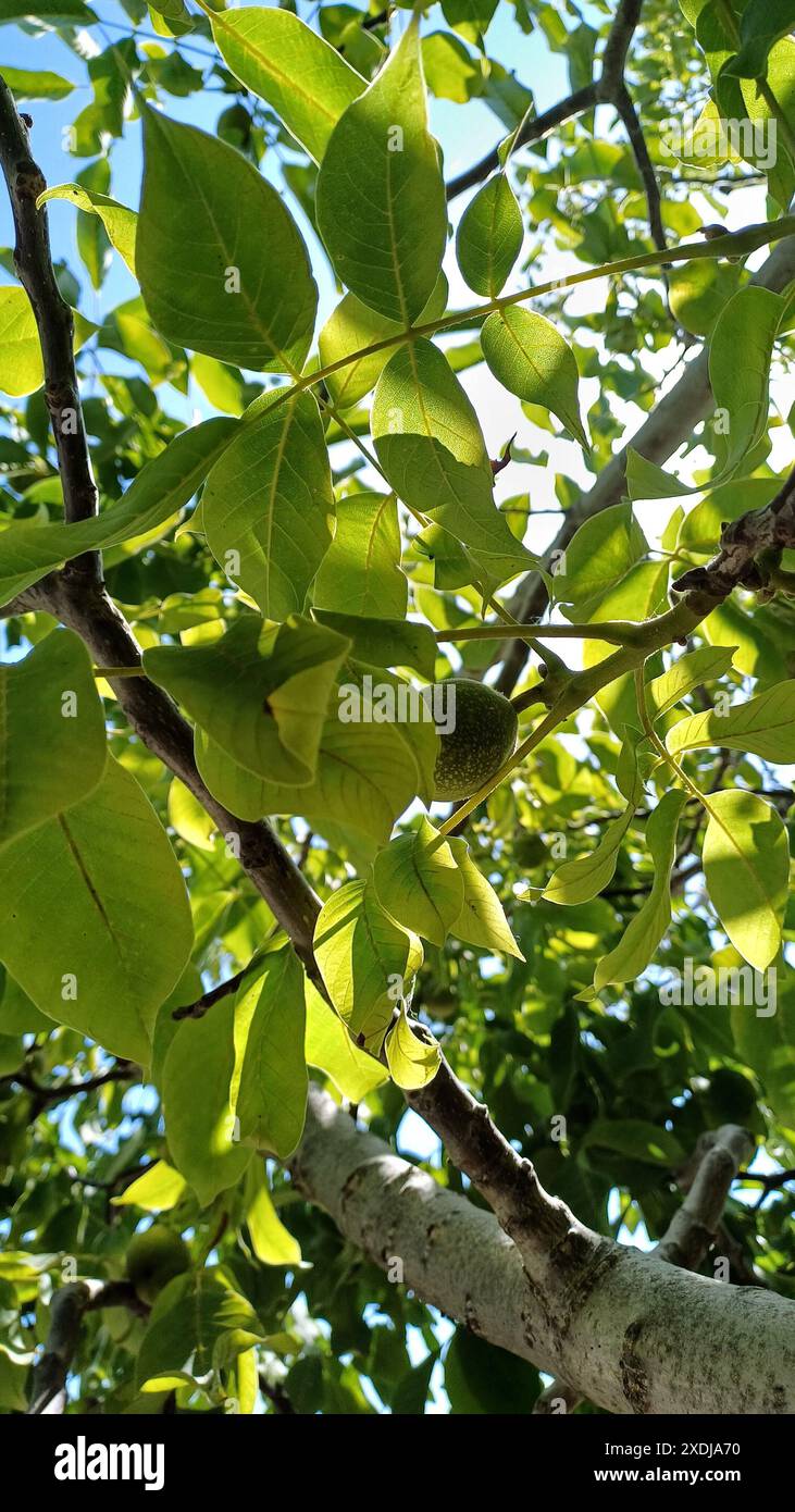 Garden walnut tree hi-res stock photography and images - Alamy