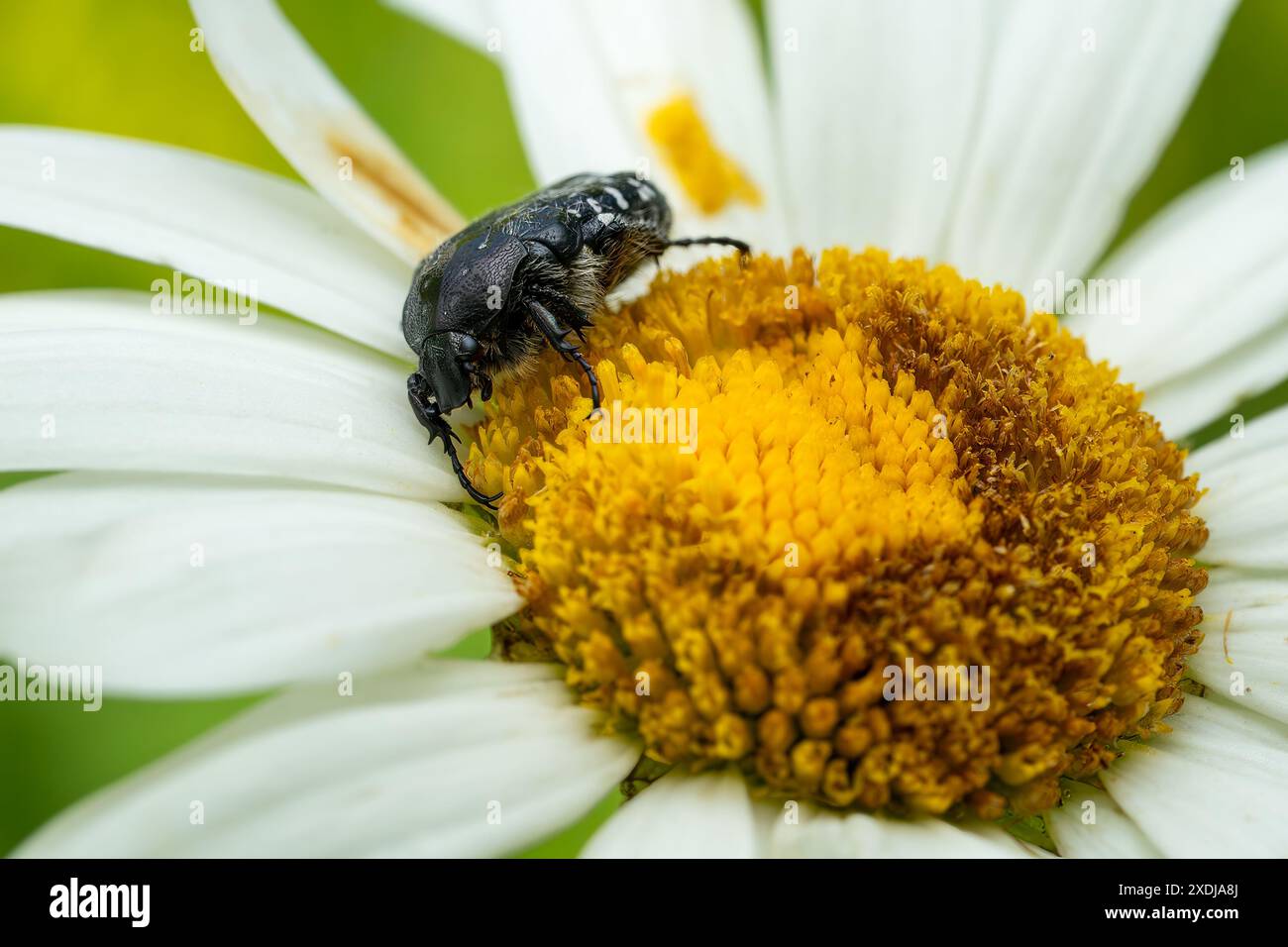 White spotted rose beetle - Oxythyrea funesta, beautiful black and ...