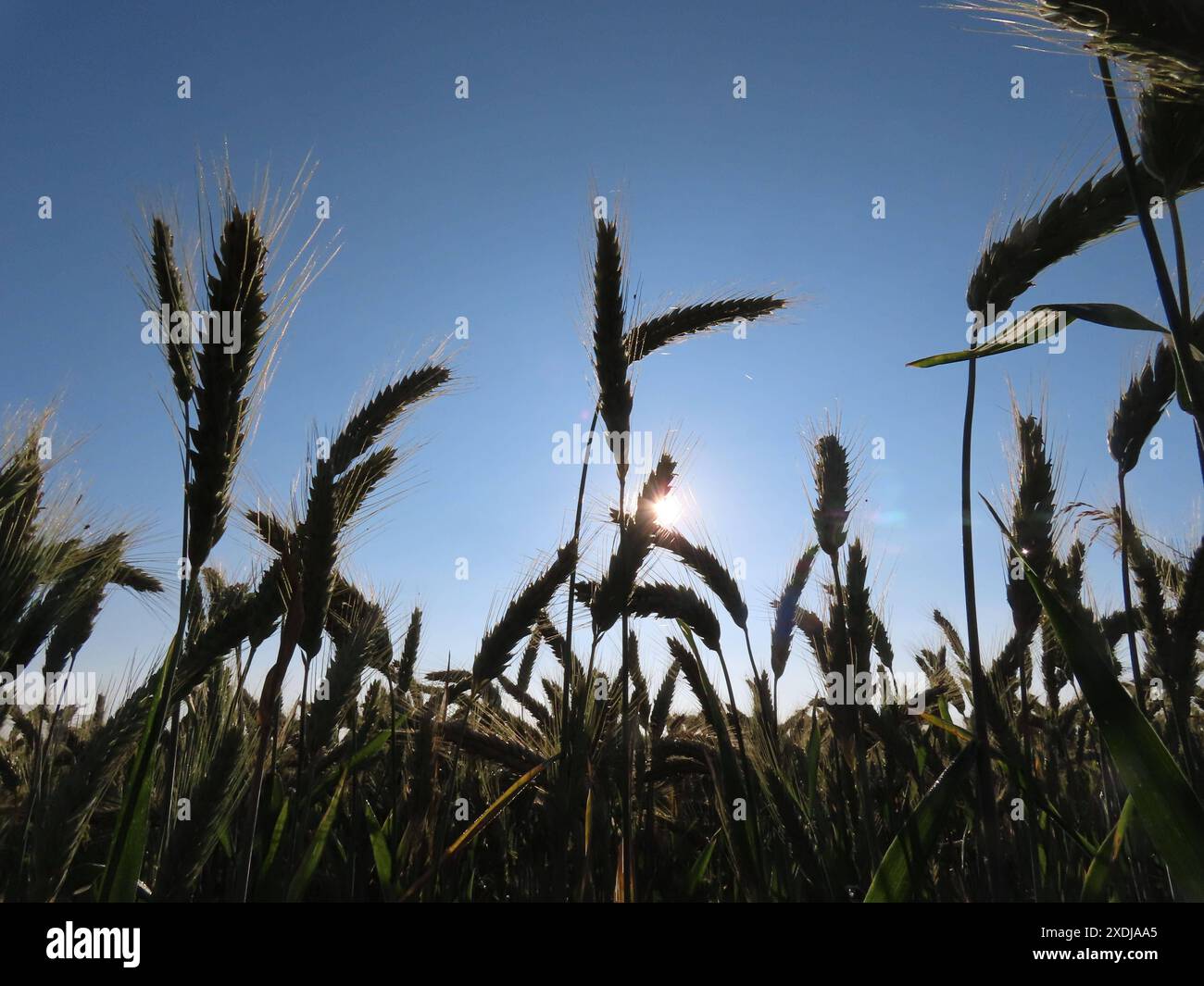 Neue getreide hi-res stock photography and images - Alamy