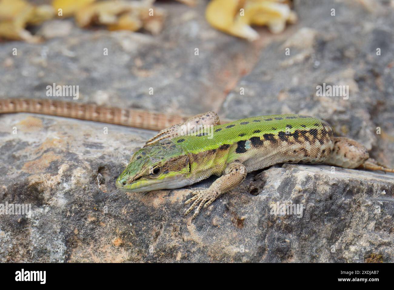 common lizard warms itself in the sun on a stone, Podarcis muralis ...