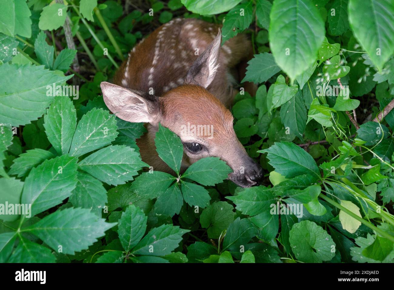 A newly born white-tailed deer fawn rests on the forest floor on spring ...