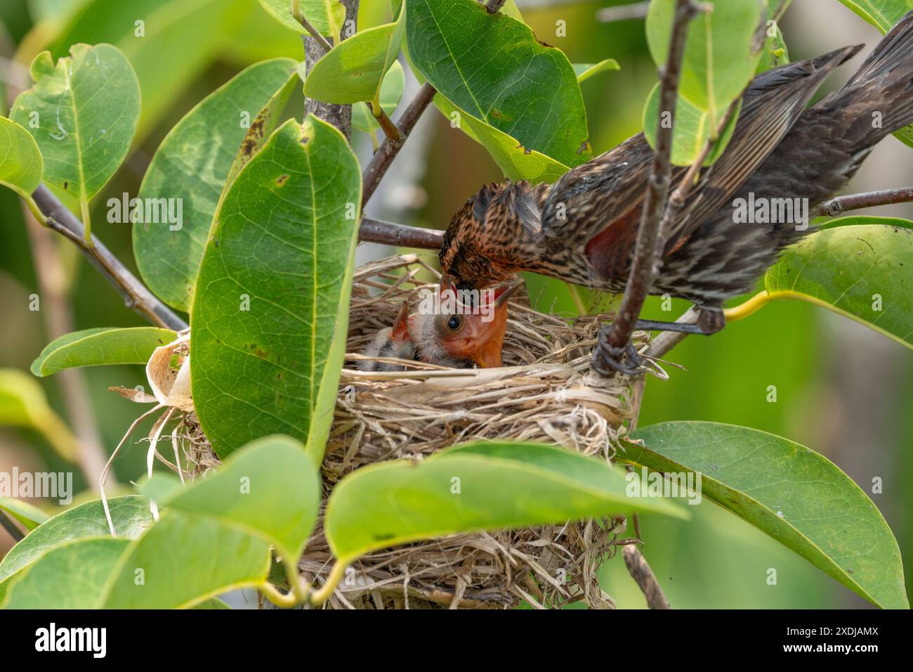 Red-winged Blackbird feeding her chicks in their nest Stock Photo - Alamy