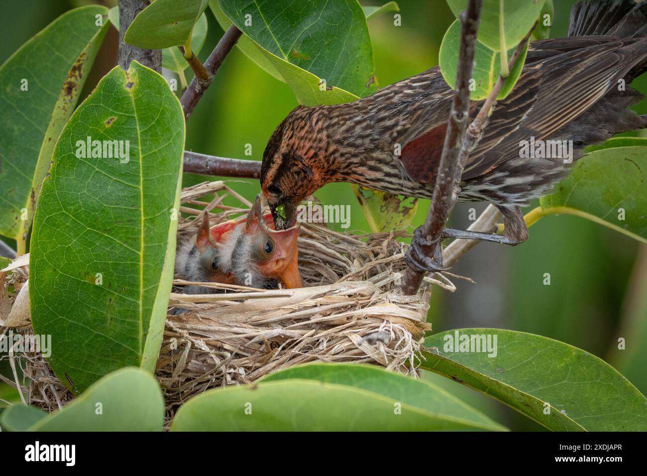 Red-winged Blackbird feeding her chicks in their nest Stock Photo - Alamy