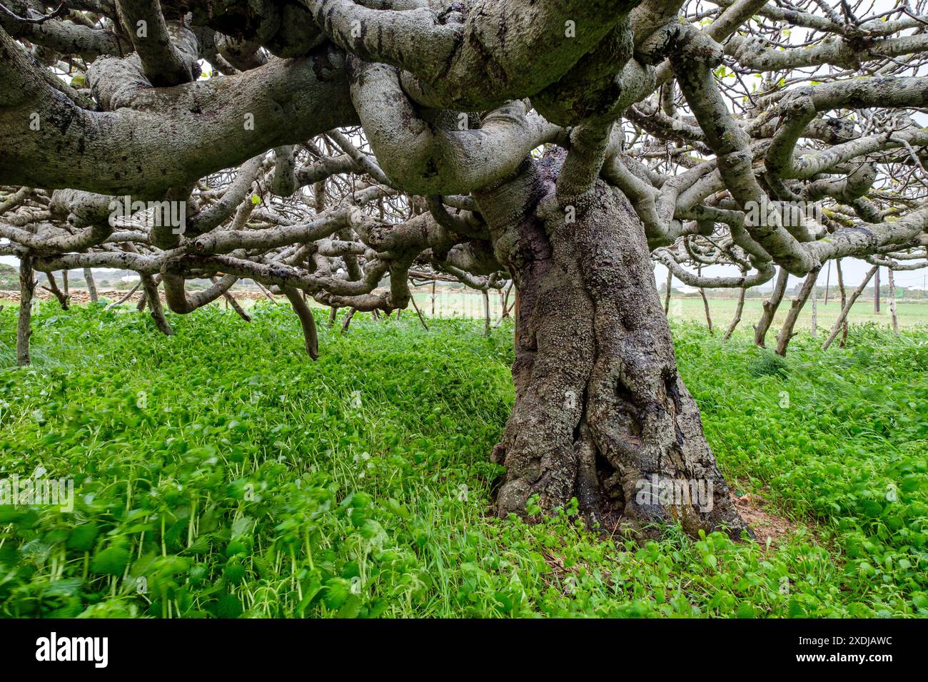 elongated arms of fig, Formentera, Pitiusas Islands, Balearic Community ...