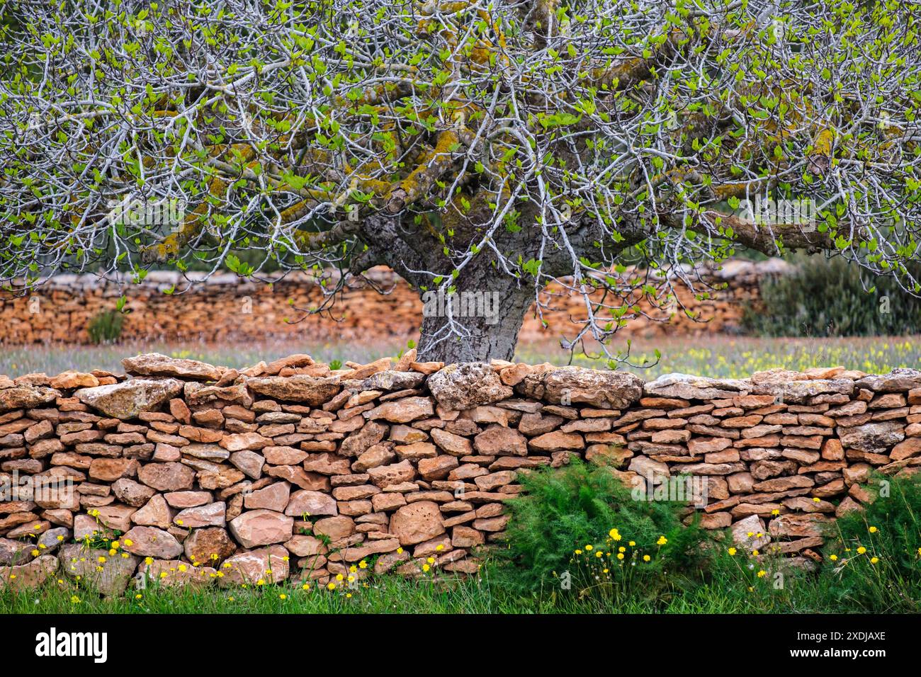 fig tree between stone walls, Formentera, Pitiusas Islands, Balearic ...