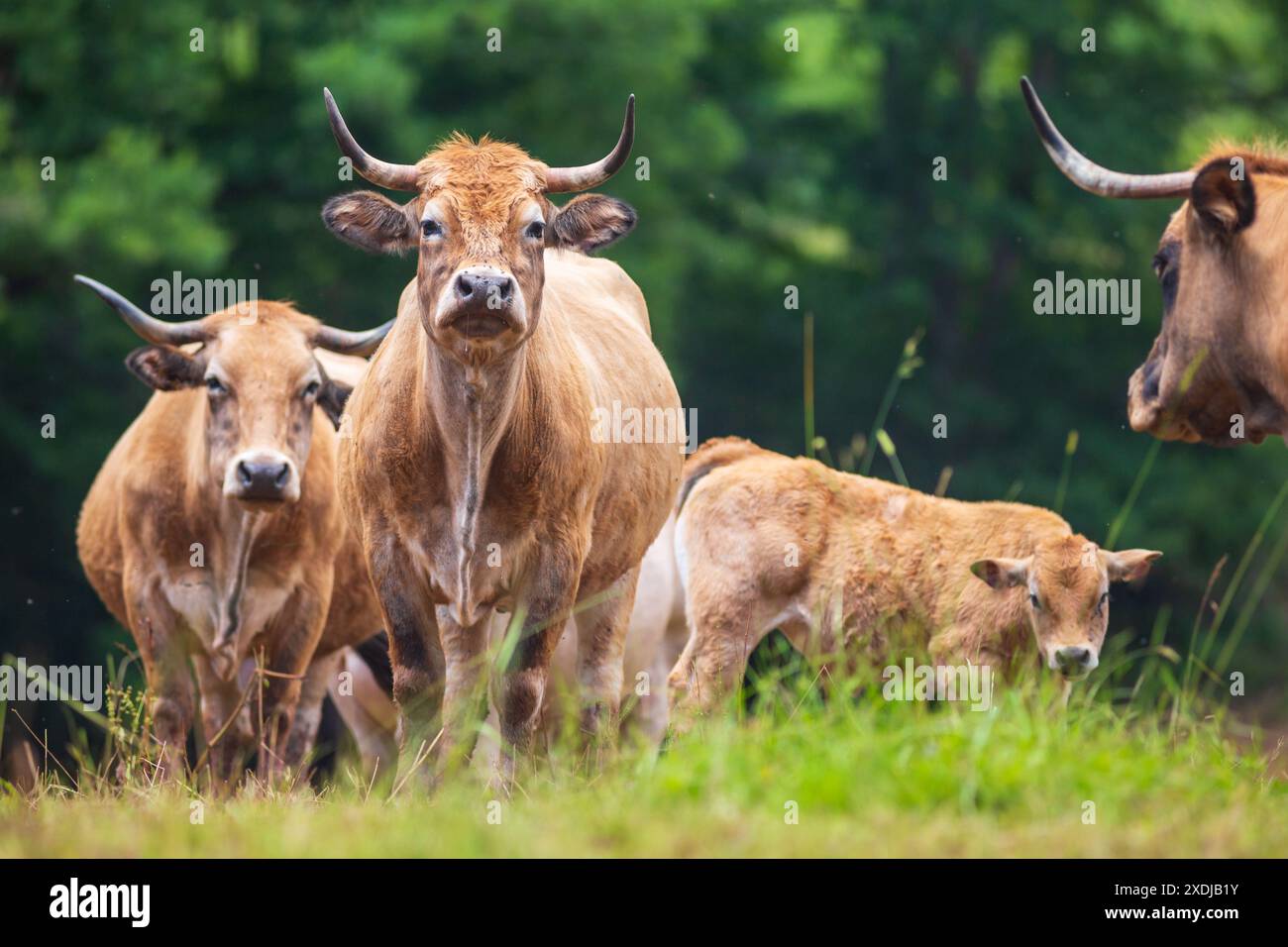 Group of happy Aubrac cows photographed in France in a natural ...