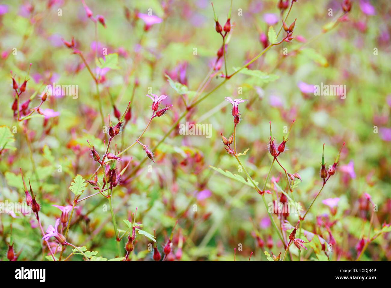 Pink flowering herb-Robert plant, Geranium robertianum Stock Photo - Alamy