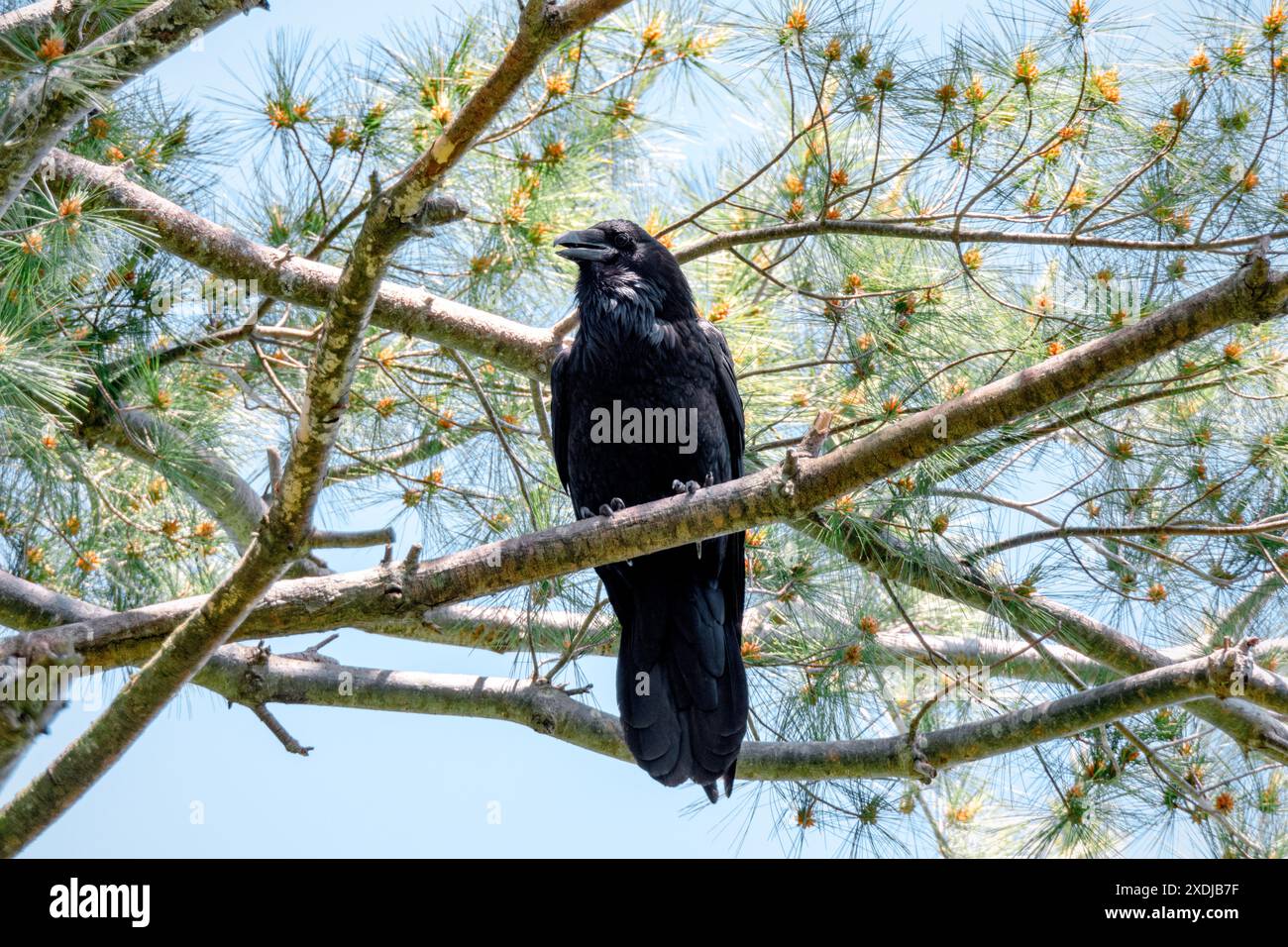 A Common Raven sits perched high in the treetop of a Red Pine on a ...