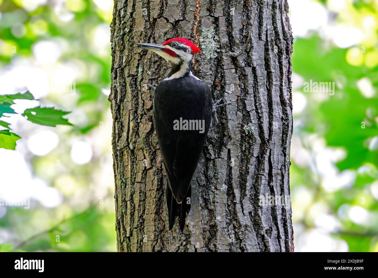 A Pileated Woodpecker on a late spring day in north eastern ...