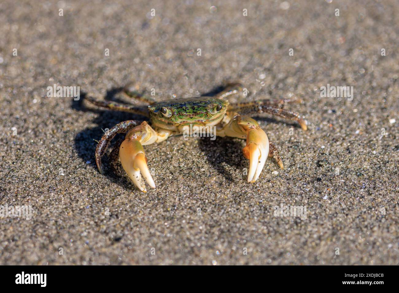 A tiny Oregon shore crab on a sandy beach Stock Photo - Alamy