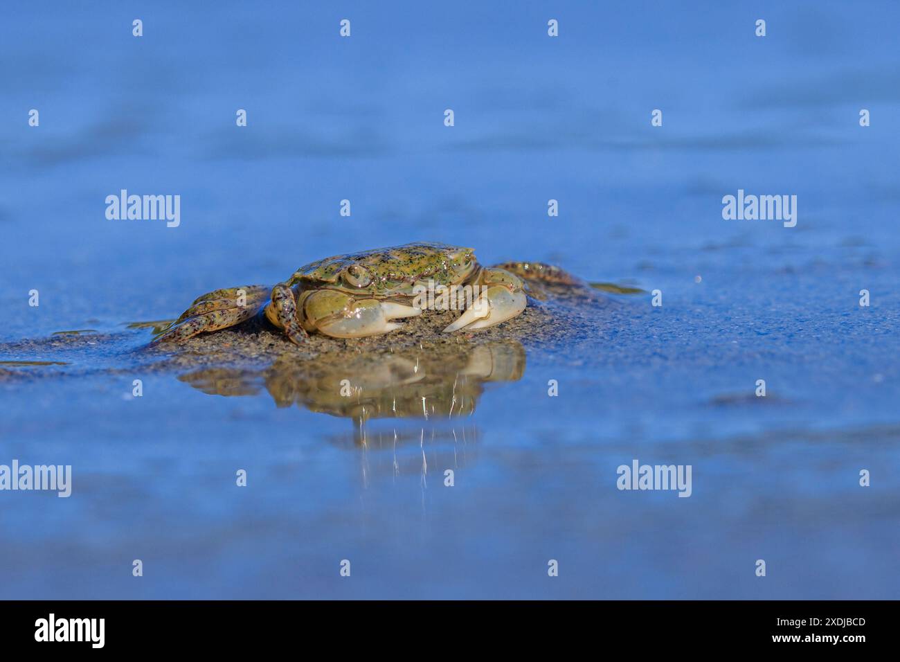 A tiny Oregon shore crab burrowing in wet sand on a beach Stock Photo ...