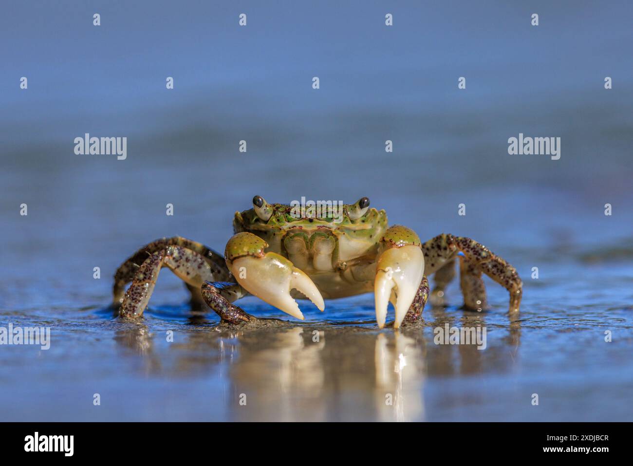 A tiny Oregon shore crab walking across wet sand on a beach Stock Photo ...