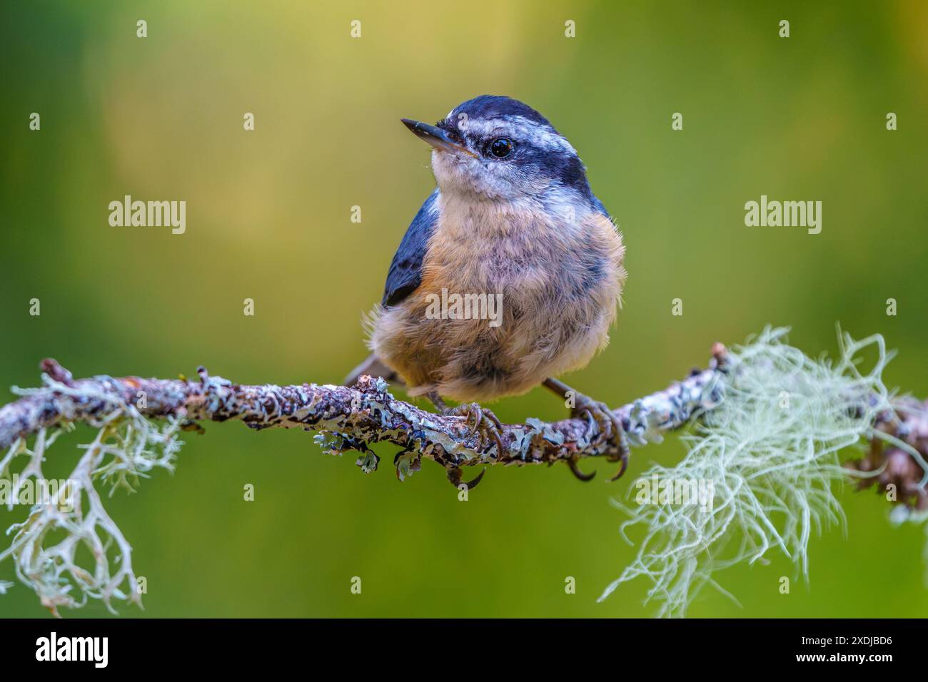 A young fledgling red-breasted nuthatch perching on a moss-covered ...