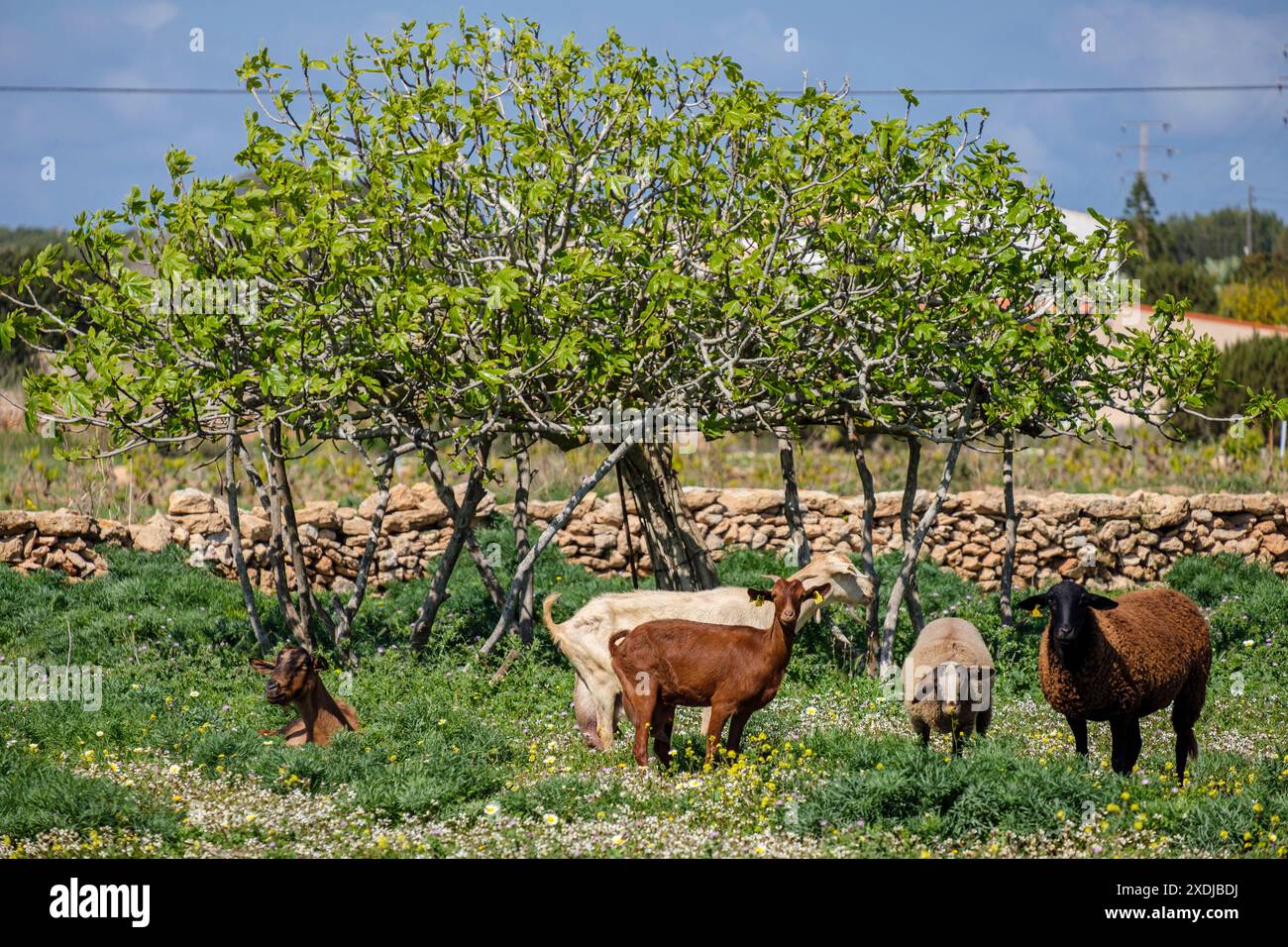 goats under a fig tree, Formentera, Pitiusas Islands, Balearic ...