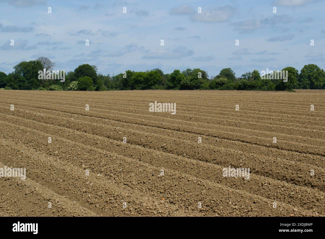 Growing potatoes: newly planted potatoes in beds. Potato field ...