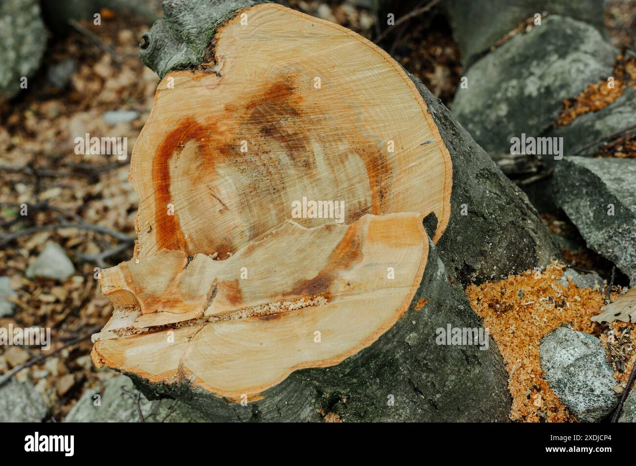 Cross section tree vector hi-res stock photography and images - Alamy