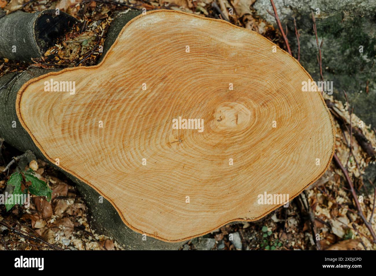 Cutting the trunk of a beech tree in the Maritime Alps (Cuneo, Piedmont ...