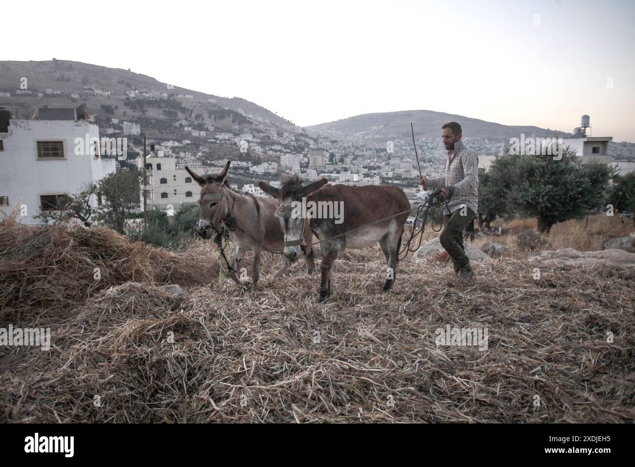 Palestinian farmers use donkeys to thresh their agricultural bean crops ...