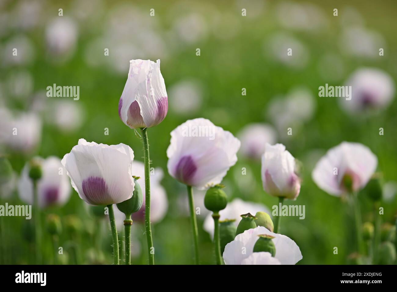Beautiful white poppy flowers on the field in summer time at sunset ...