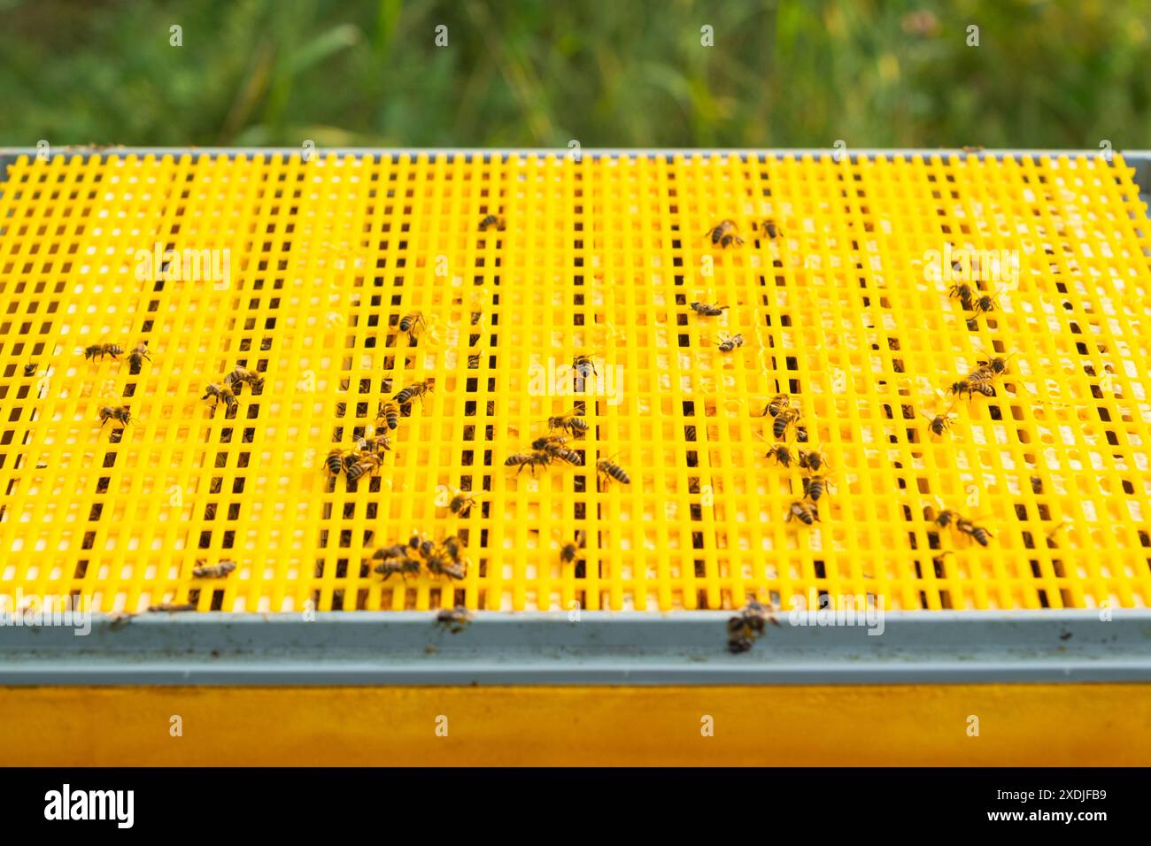 An open hive with frames and bees in rural areas, a bee fumigator ...