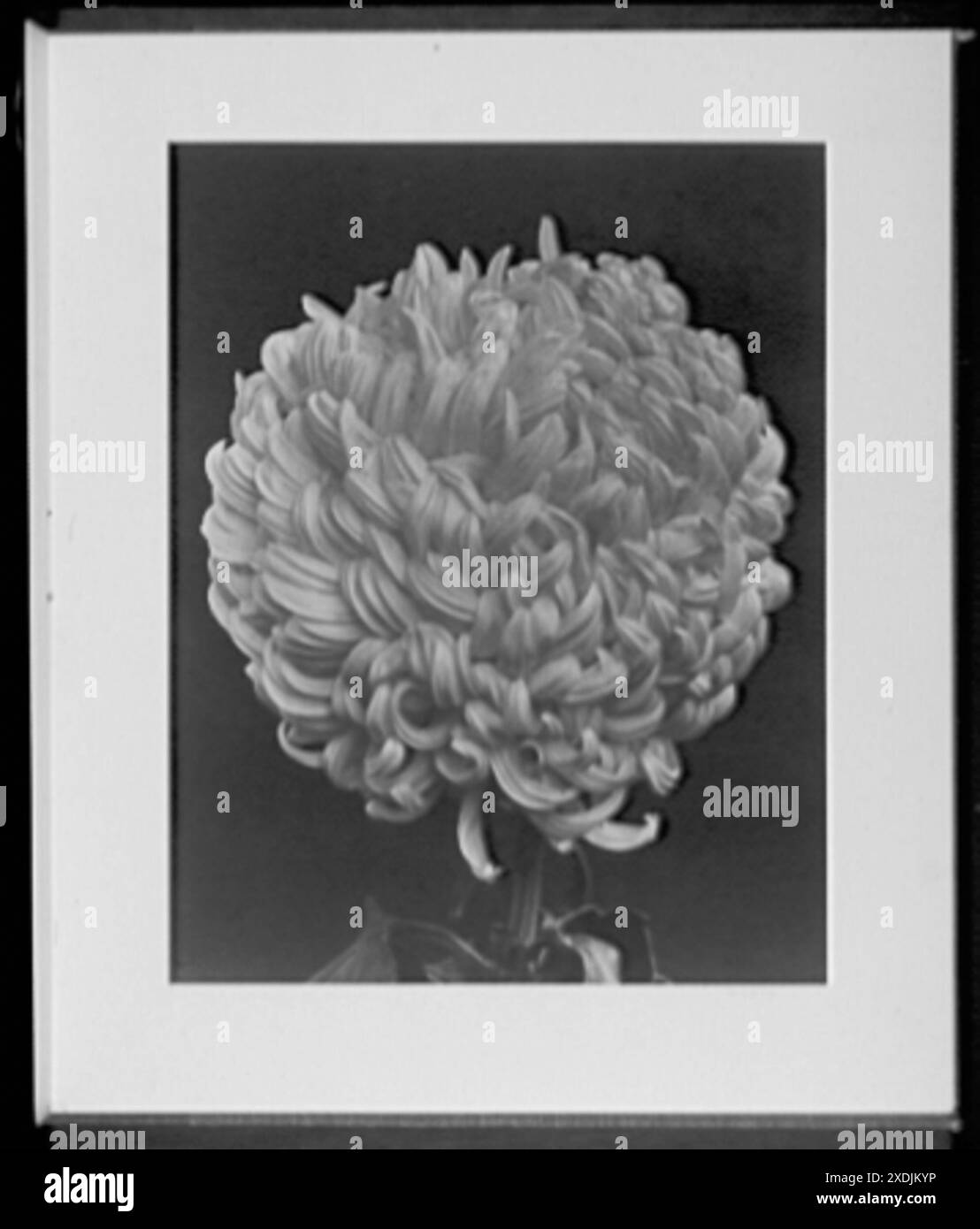 Close ups. Yellow pocket , Yellow pocket.. Gottscho-Schleisner ...