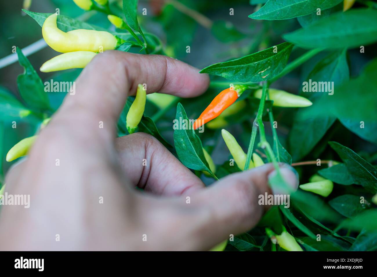 Hand picking ripe pepper from hi-res stock photography and images - Alamy