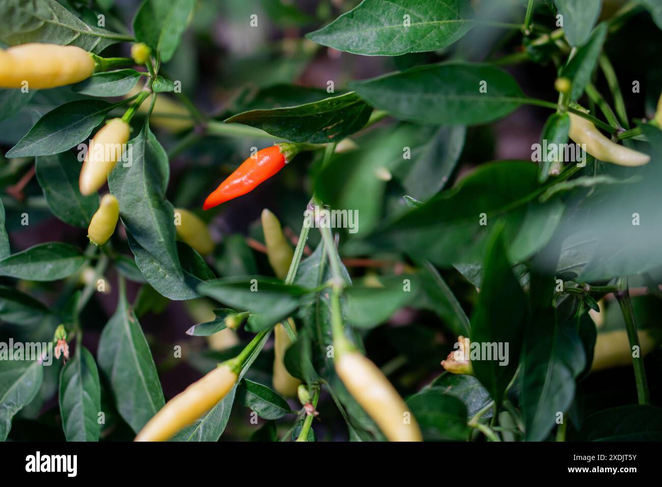 Close-up of a chili pepper plant with green leaves and both red and ...