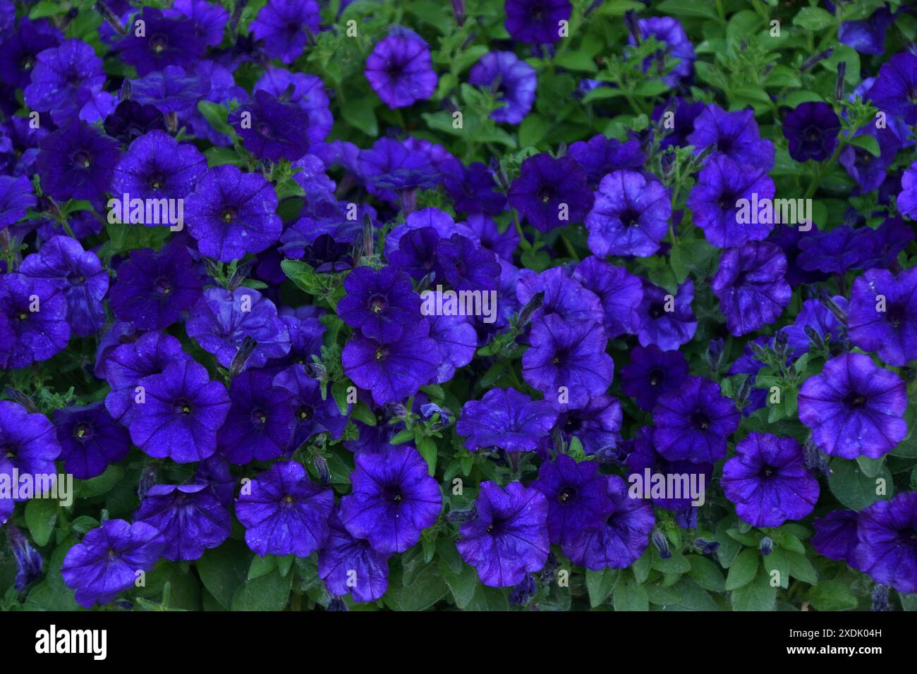 Blue petunia flowers. There are many colors of Petunia nyctaginiflora ...