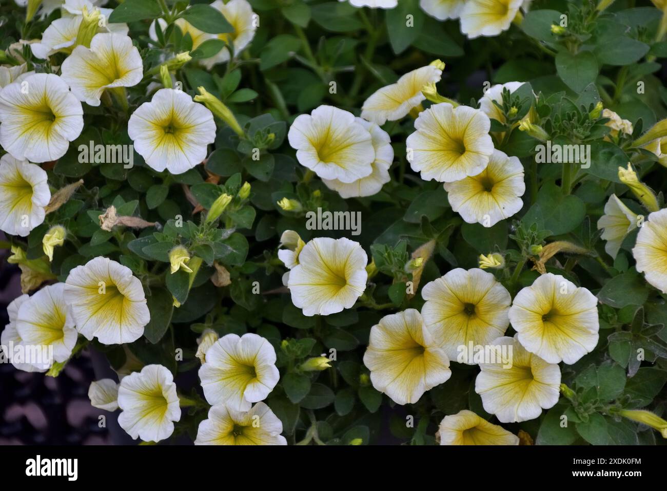 Light petunia flowers. There are many colors of Petunia nyctaginiflora ...