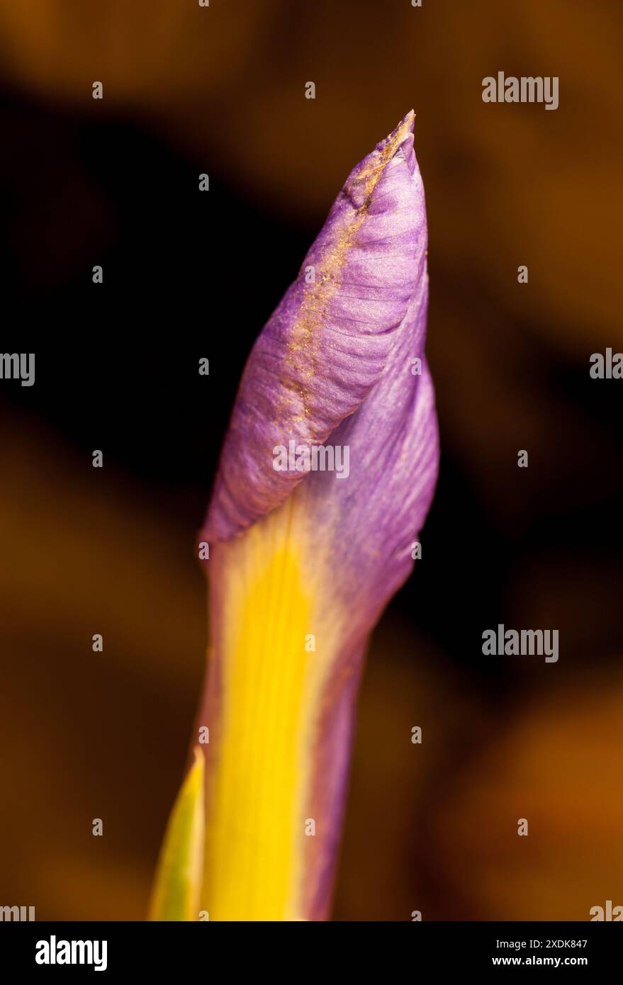 Detail macro photography of the bud of a lilac plant. It has the ...