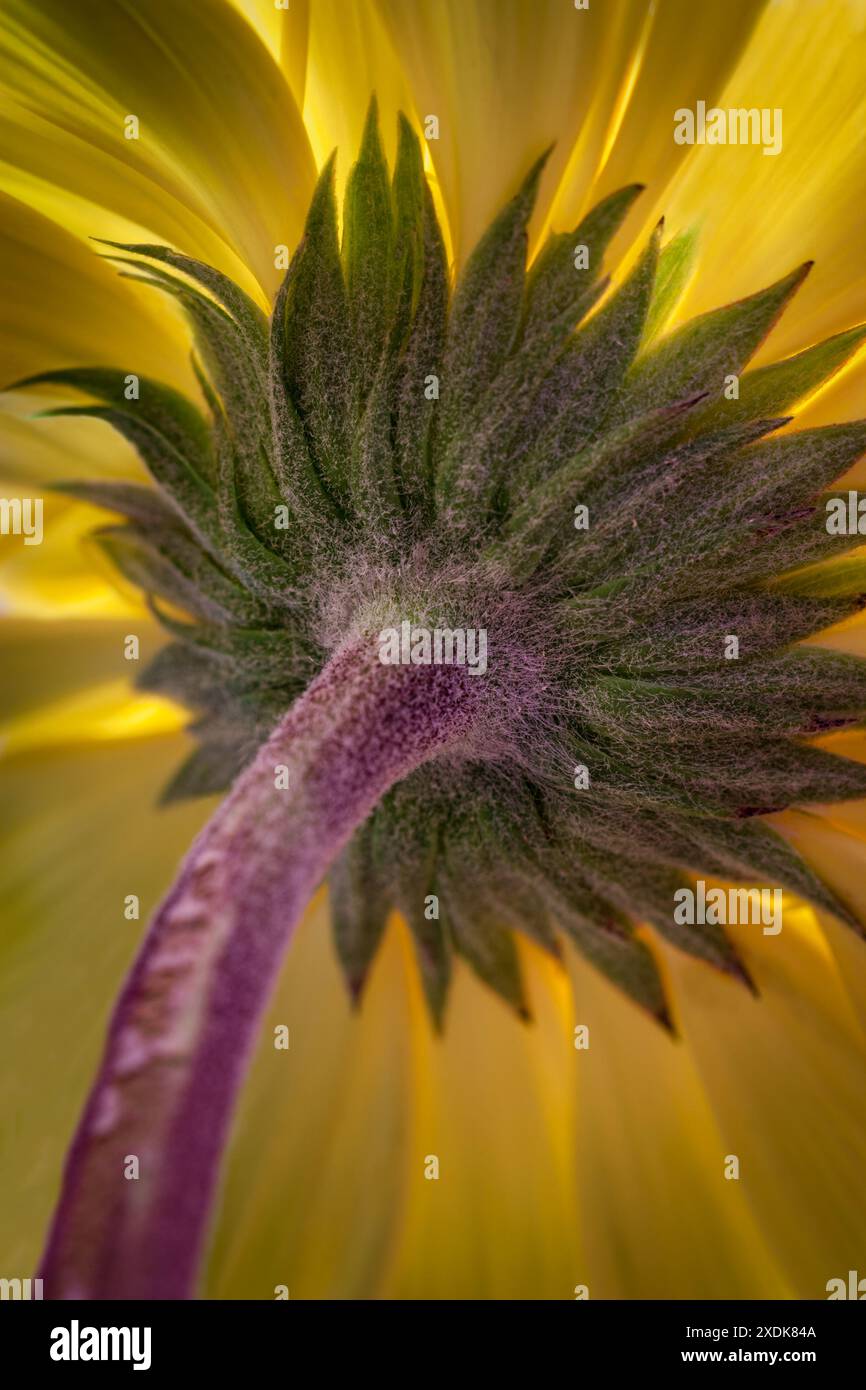 Corolla flower hi-res stock photography and images - Alamy