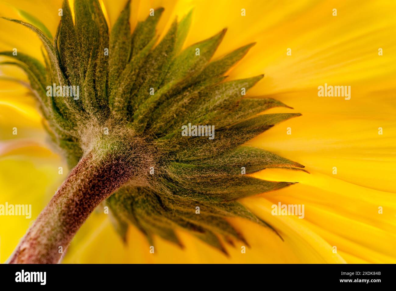 Corolla flower hi-res stock photography and images - Alamy