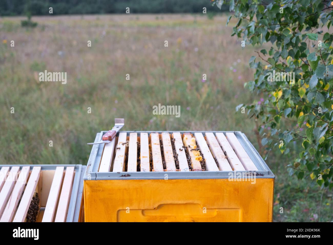 An open hive with frames and bees in rural areas, a bee fumigator ...