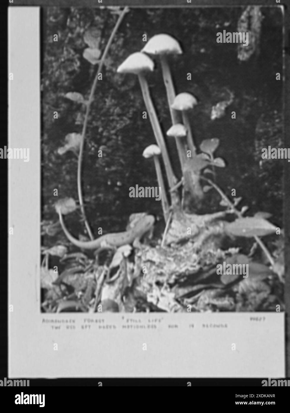 Seventy-one years, or, My life with photography. Adirondack forest ...