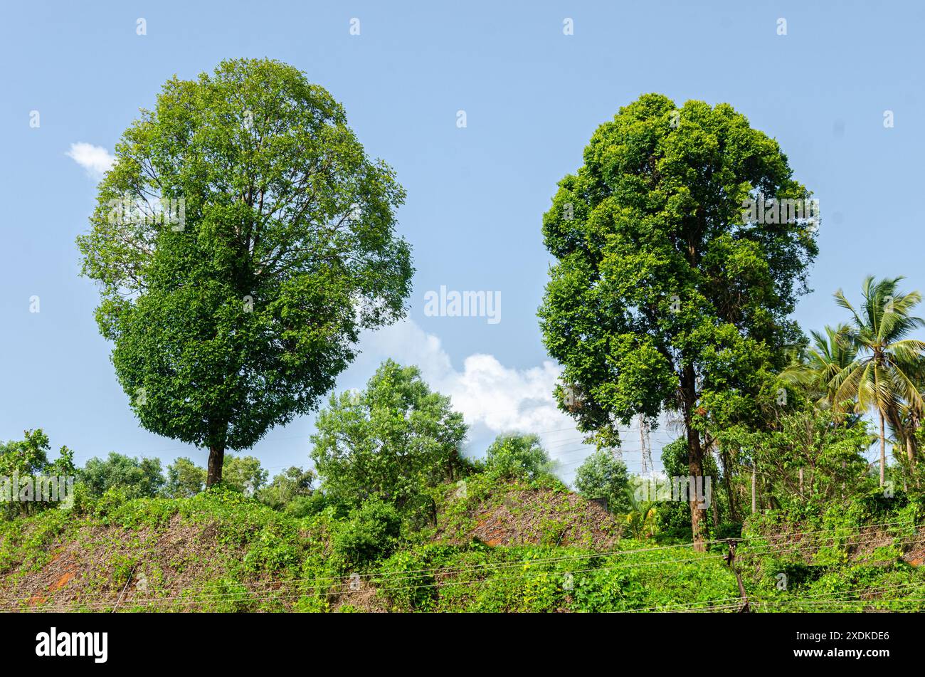 Oval shaped trees hi-res stock photography and images - Alamy